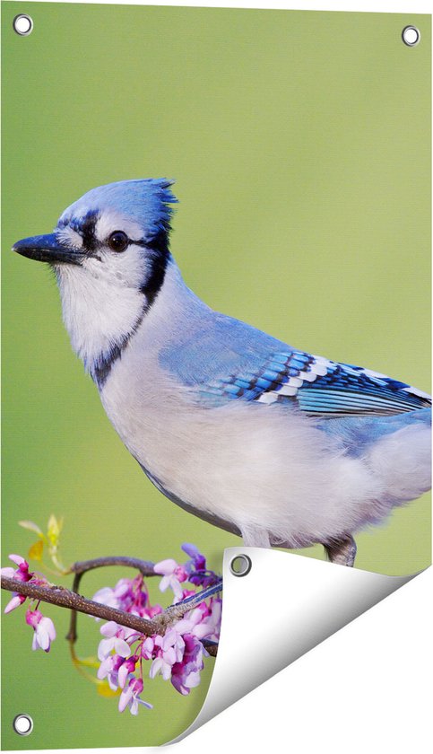 Gards Tuinposter Blauwe Gaai Vogel op een Tak - Kleur - 40x60 cm ...