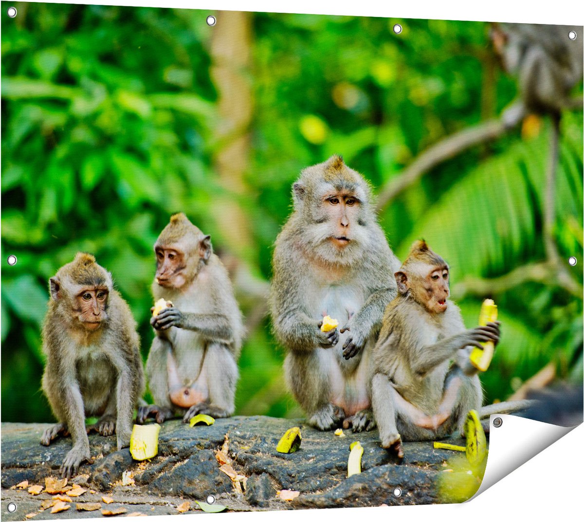 Gards Tuinposter Groep Apen Eten Bananen in het Bos - 120x90 cm ...