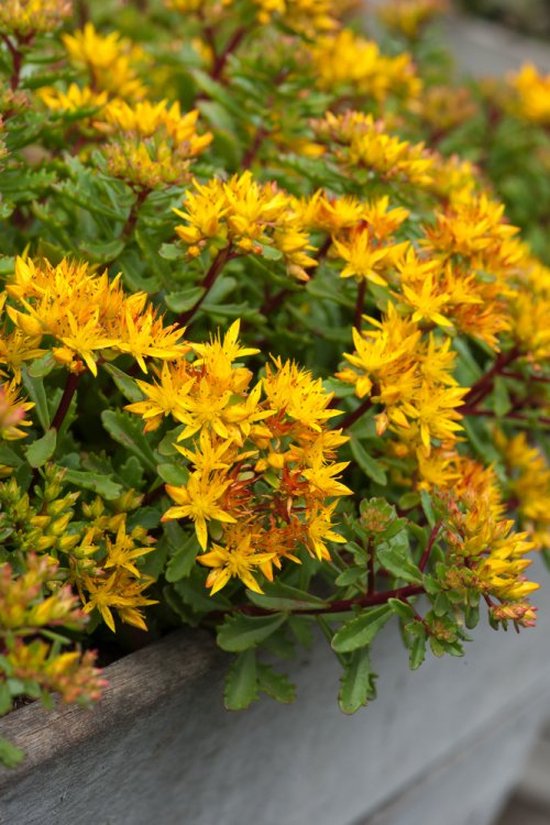Set van 3 | Sedum floriferum 'Weihenstephaner Gold' - 0.7 liter pot | bol