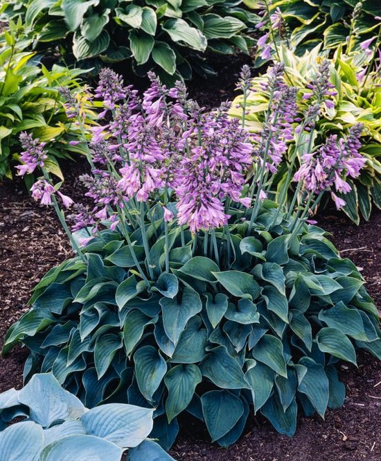 Plants Online - Tuinplanten - Vaste planten - Set van 5 - Hosta 'Blue ...