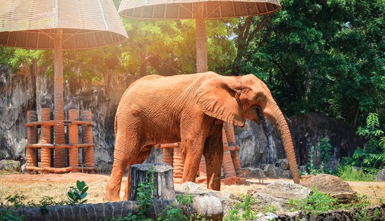 Inductieplaat Beschermer - Aziatische Lachende Olifant tussen de ...
