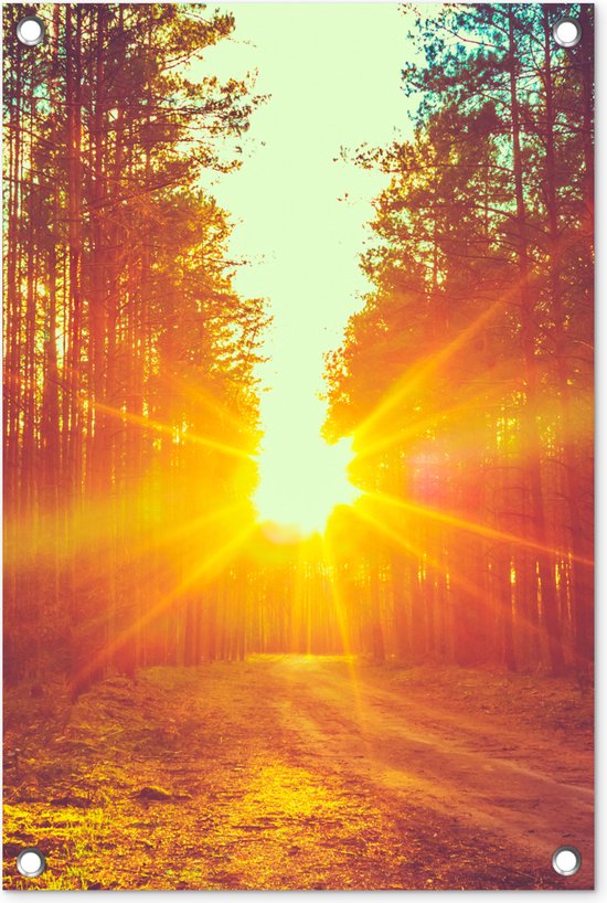 Tuinposter zonsondergang - Bos - Natuur - Avond - Tuindoek ...