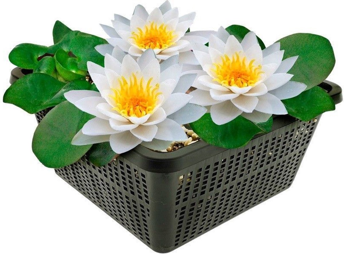 VDVELDE Grote Waterlelie Wit - Winterharde Witte Waterlelie - Nymphaea ...