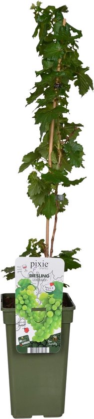 Hello Plants Vitis Pixie Riesling Witte Druiven - Druivenplant - Ø 19 ...