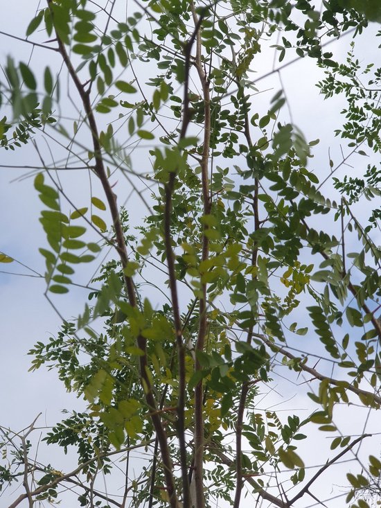 Valse christusdoorn | Gleditsia triacanthos | Stamomtrek: 8-10 cm | bol