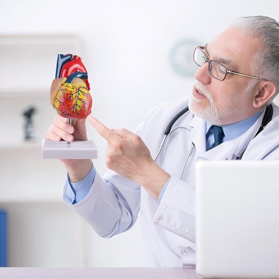 Modèle scientifique de cœur pour l'enseignement de l'anatomie - Taille ...