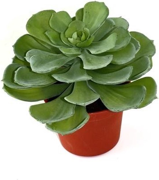 Echeveria kunst vetplant 16cm | bol
