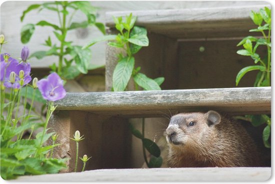 Muismat - Mousepad - Marmot onder een trap - 27x18 cm | bol.com