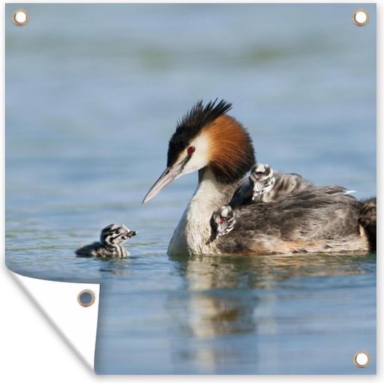 Tuin poster Fuut - Kuikens - Water - 200x200 cm - Tuindoek ...