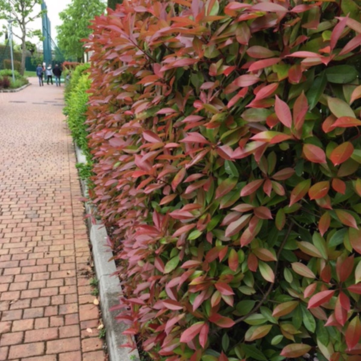 10 stuks | Glansmispel 'Red Robin' Pot 125-150 cm - Bloeiende plant ...