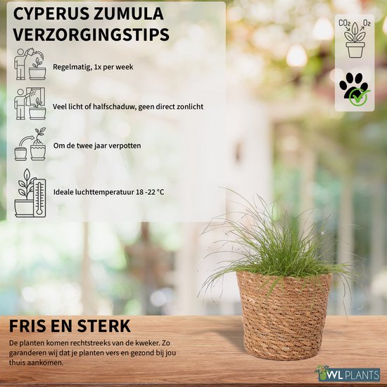WL Plants - 2x Cyperus Zumula - Kattengras - Diervriendelijke Planten ...