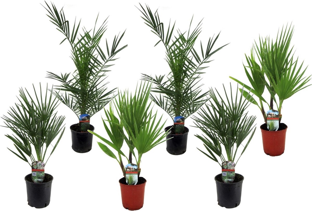 Plant in a Box - Buiten Palmbomen Mix - Mix van 3 planten - Pot 15cm ...