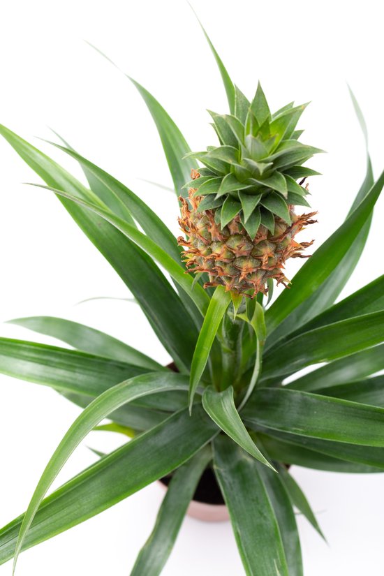 WL Plants - 2x Ananasplant - Ananas Comosus - Kamerplanten - Bromelia ...