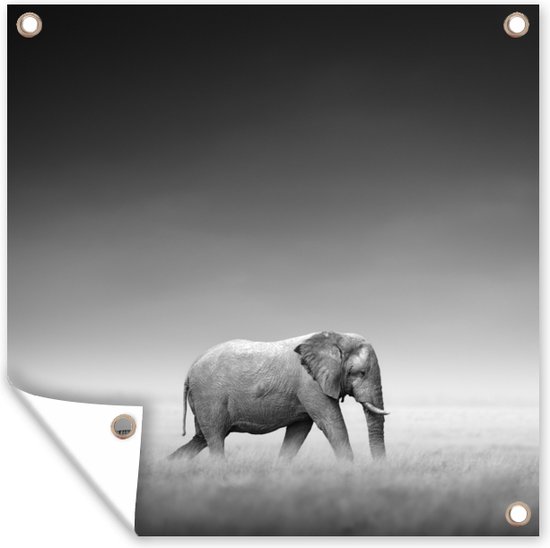 Tuin poster Olifant - Dieren - Landschap - Zwart wit - zebra - 200x200 ...