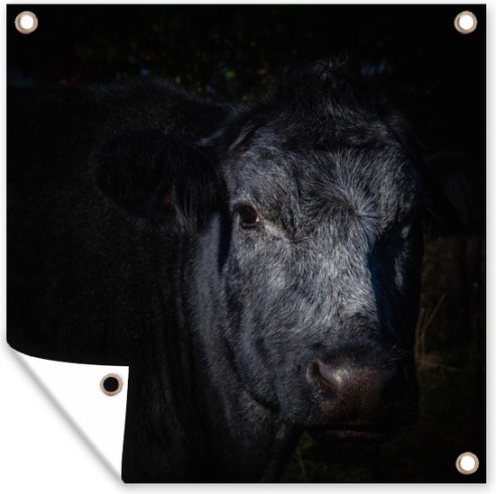 Tuin poster Angus rund op een zwarte achtergrond - 200x200 cm ...