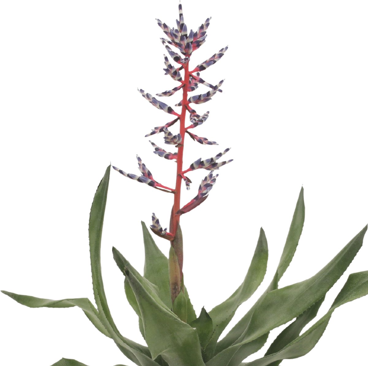 2x Aechmea Blue Rain 45cm kamerplant | bol.com