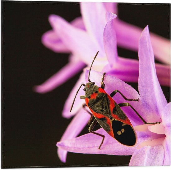 Vlag - Zwart met Rode Kever op Felroze Lelie Bloem - 50x50 cm Foto op ...