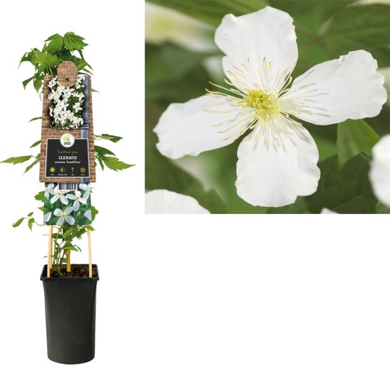 Klimplant Clematis montana Grandiflora 75 cmVan der Starre | bol.com