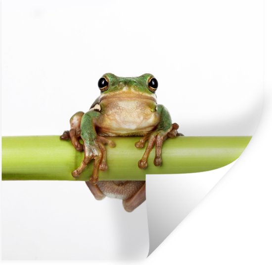 Muurstickers - Sticker Folie - Kikker - Bamboe - Wit - 30x30 cm ...