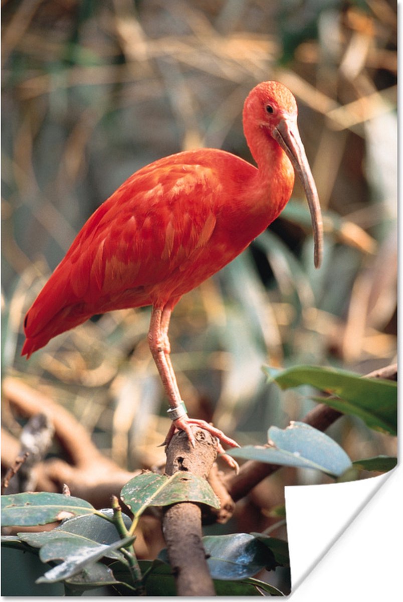 Poster Rode ibis op een takje omringt door bladeren - 80x120 cm | bol.com