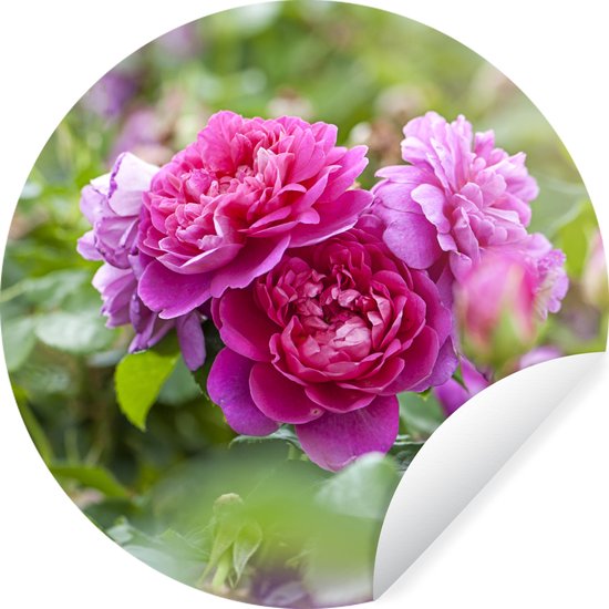 WallCircle - Muurstickers - Behangcirkel - Roze rozen groeien in de wijde natuur -... | bol