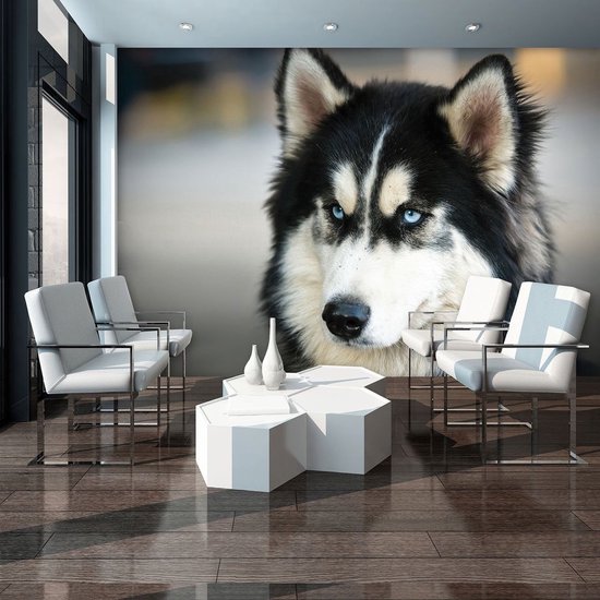 Fotobehang - Vlies Behang - Husky - Hond - Sledehond - 312 x 219 cm | bol.com