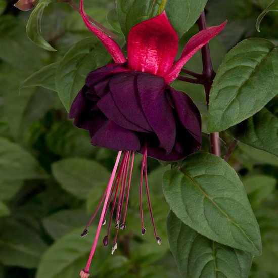 3x Fuchsia 'Rohees New Millenium' - Bellenplant rood paars - 3 stuks -↑ ...