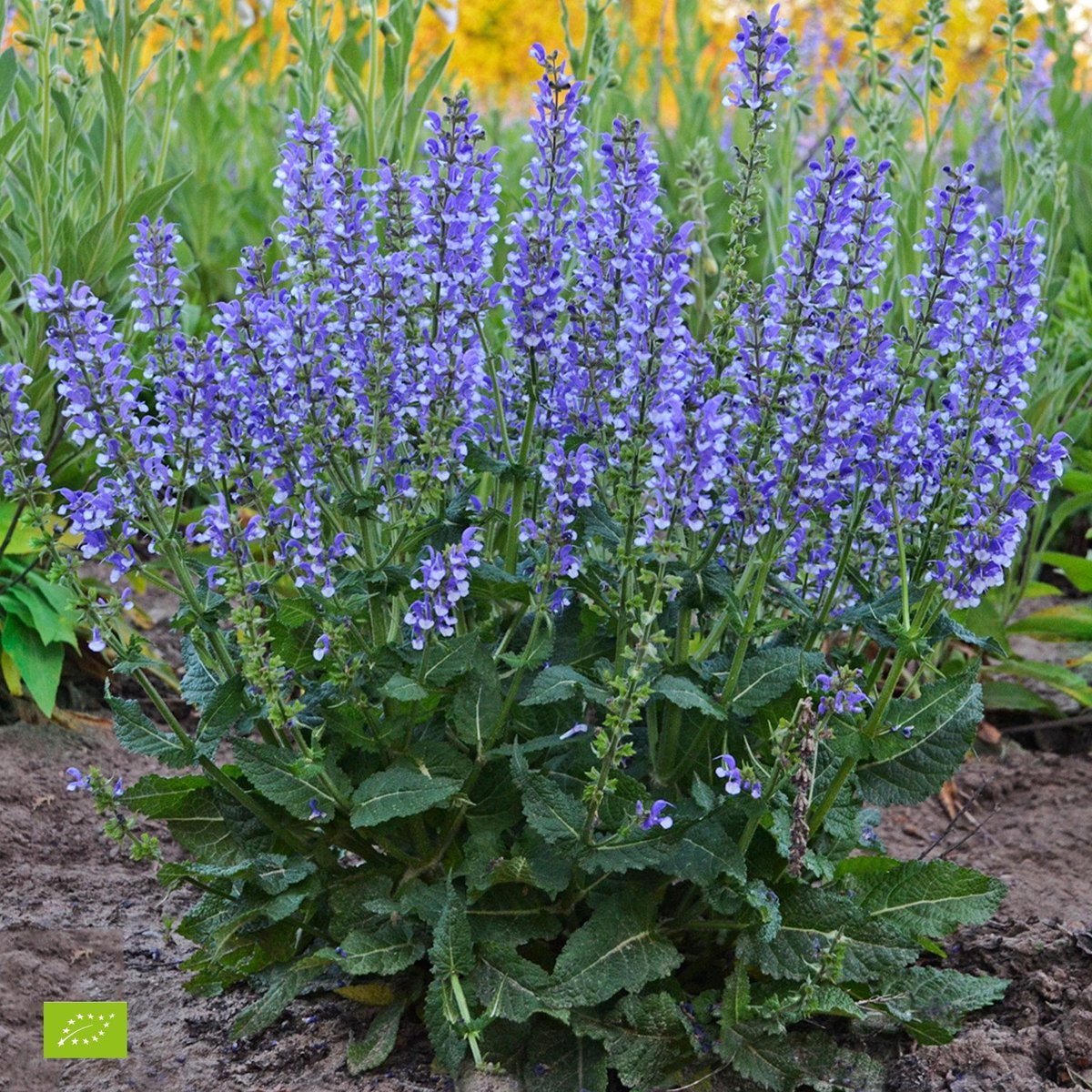 Salvia 'Azure Snow' - Bossalie biologisch - Paars - ↑ 25-35cm - Ø 12 ...