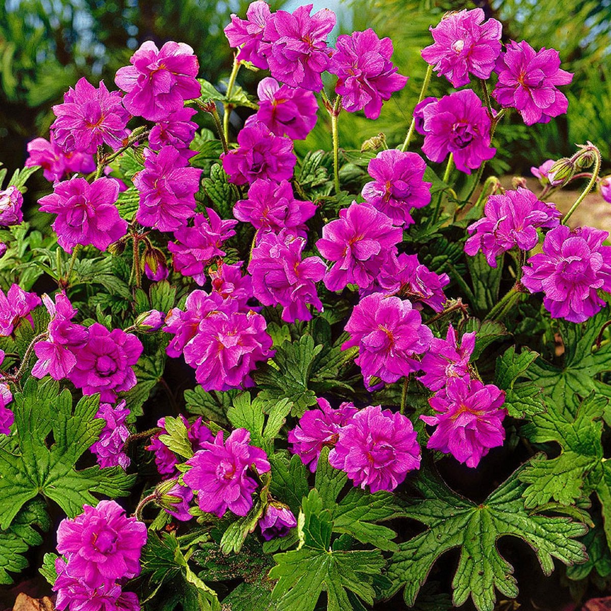 3x Geranium 'Birch Double' - Geranium Paars - Ooievaarsbek - Kale ...