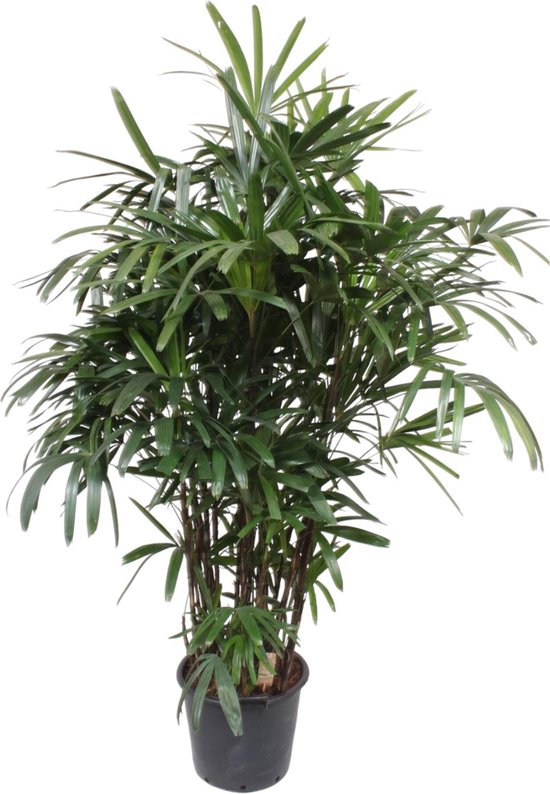 Rhapis Excelsa - 230 cm | bol