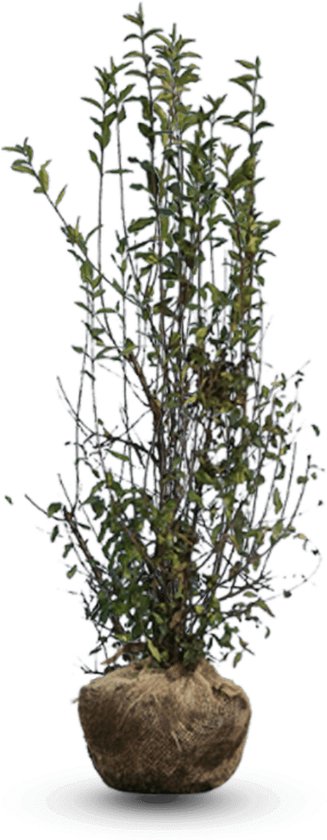 Set van 10 | Gewone Liguster Kluit 150-175 cm - Bladverliezend ...