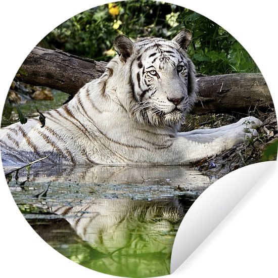 WallCircle - Muurstickers - Behangcirkel - Witte tijger in het water - 80x80 cm -... | bol