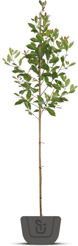 Photinia fraseri Red Robin | boom | Stamomtrek: 5-7 cm | Stamhoogte: 80 ...