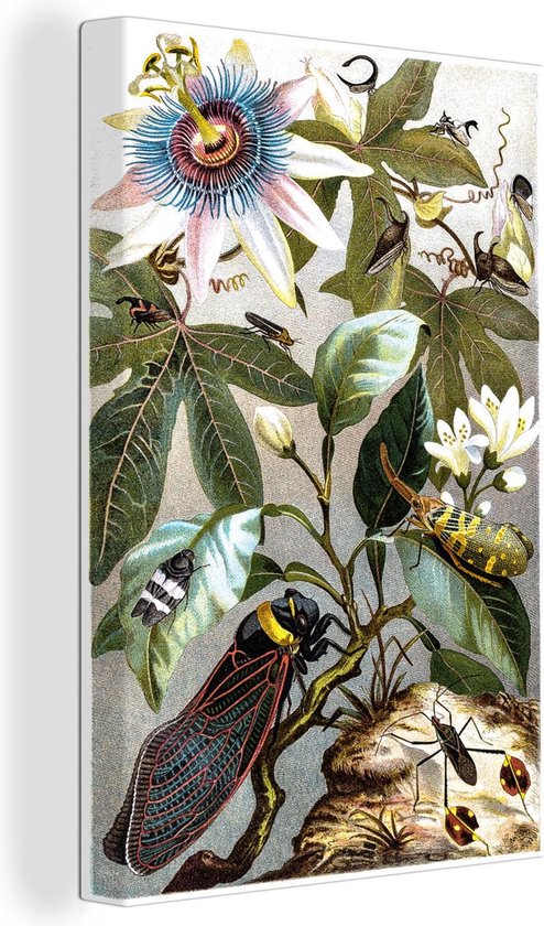 Toile Peinture Insectes - Illustration - Cigale - 40x60 cm - Décoration ...