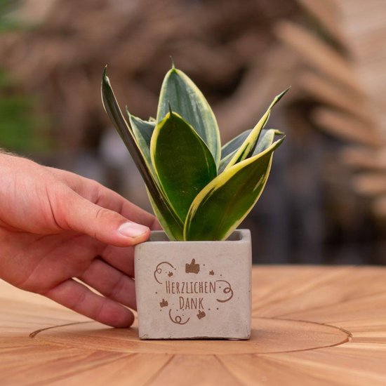 Cadeauplanten.nl | Sansevieria | Herzlichen Dank - Ø7.5cm - 15cm hoog ...