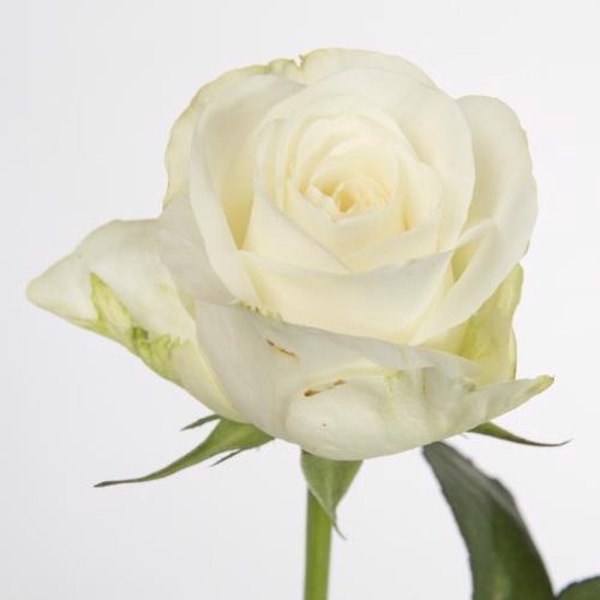 DutchFlowers - Boeket - 20x Rosa countdown 40cm | bol