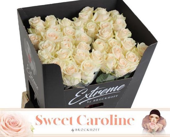10x Rosa sweet caroline 70cm | bol