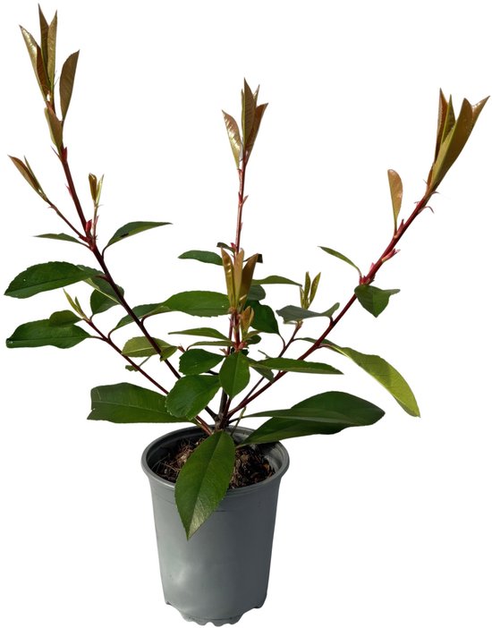 Green boutiQ - Haagplanten - Photnia fraseri Red Robin - blad rood ...