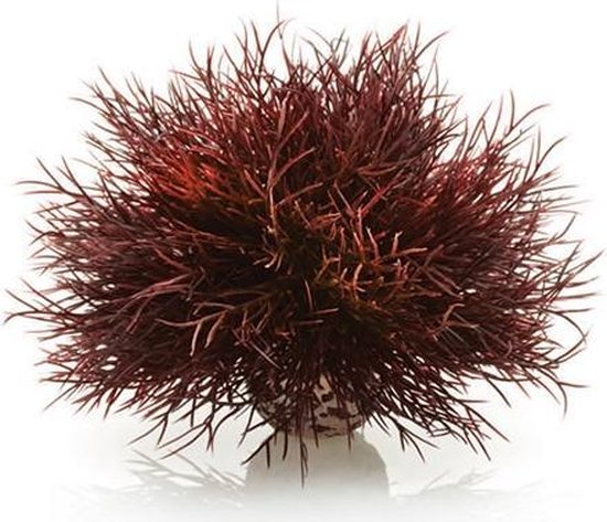 biOrb aquarium zeelelie - donkerrood | bol.com