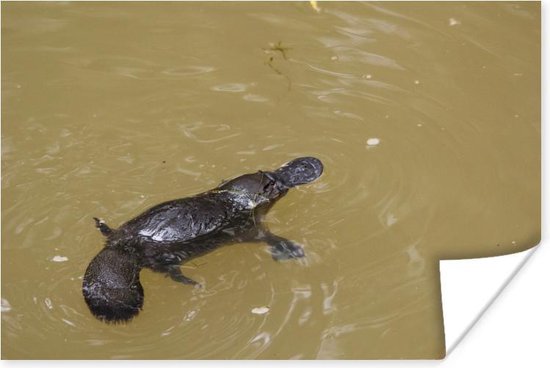 Un ornithorynque nage avec sa grosse queue à travers l'affiche de l'eau ...