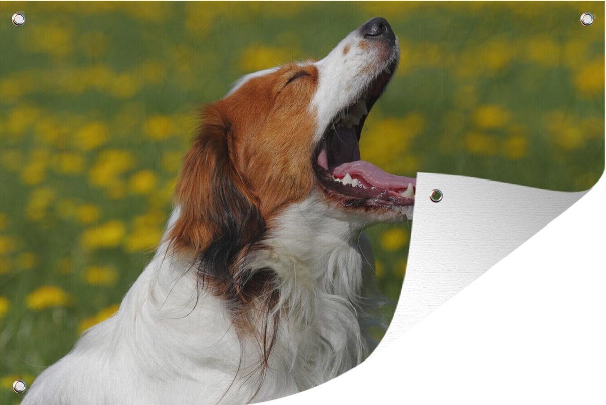 Tuinposter Kooikerhond gaapt - 130x80 cm - Wanddecoratie Buiten ...