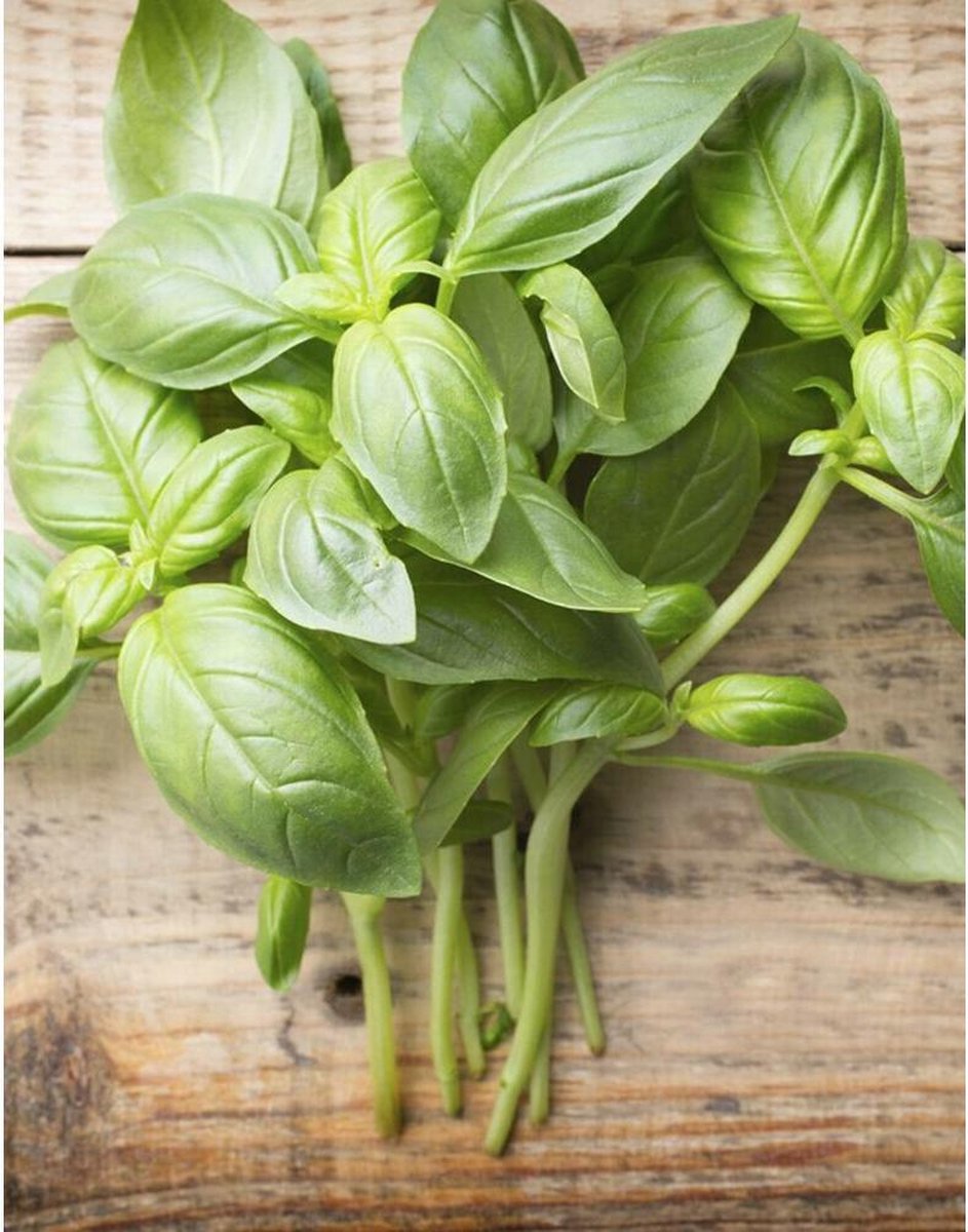 Marcel Green Soap afwasmiddel Basilicum & Vetiver Gras | bol.com