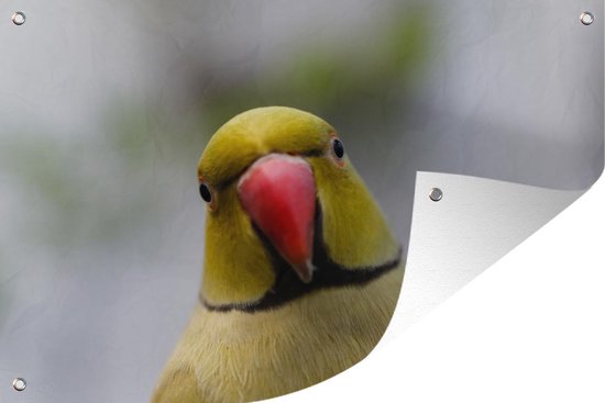 Un portrait de perruche à collier sur fond flou affiche de jardin ...