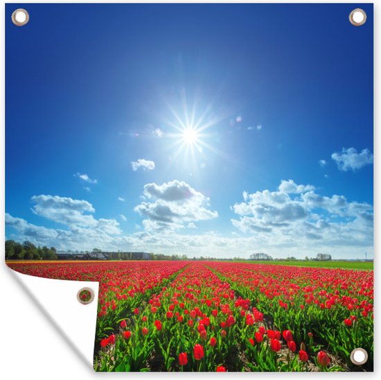 Tuin poster De zon schijnt vel op een net geordend veld van rode tulpen ...