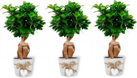 WLplants - 3x Ficus Ginseng - Bonsai – Kamerplant – Bonsai boompje - ± ...