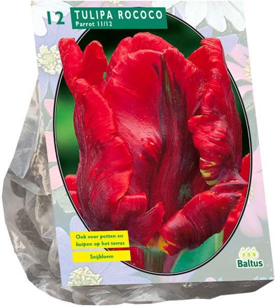 Baltus Tulipa Rococo Parrot Parkiet tulpen bloembollen per 12 stuks ...