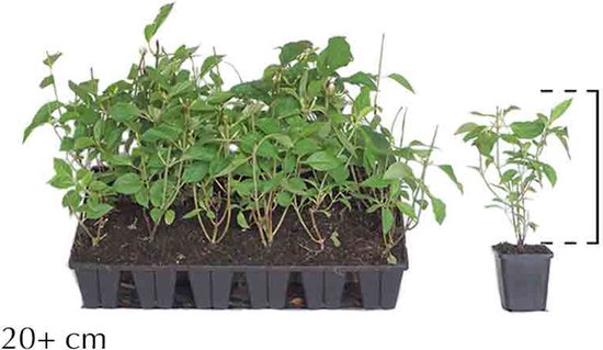 18 stuks | Pluimhortensia 'Pink Lady' Pot P9 tray - Bloeiende plant | bol