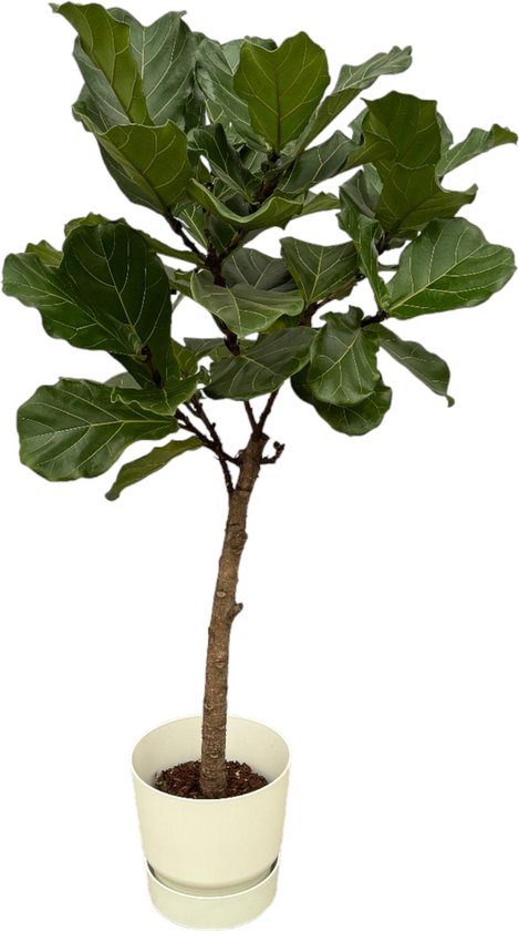 Plantenboetiek.nl | Ficus Lyrata stam inclusief elho Greenville Round wit - Ø30cm -... | bol