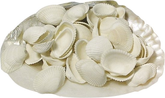 Rayher hobby decoratie schelpen/schelpjes - parelmoer/wit - afmeting 2 ...