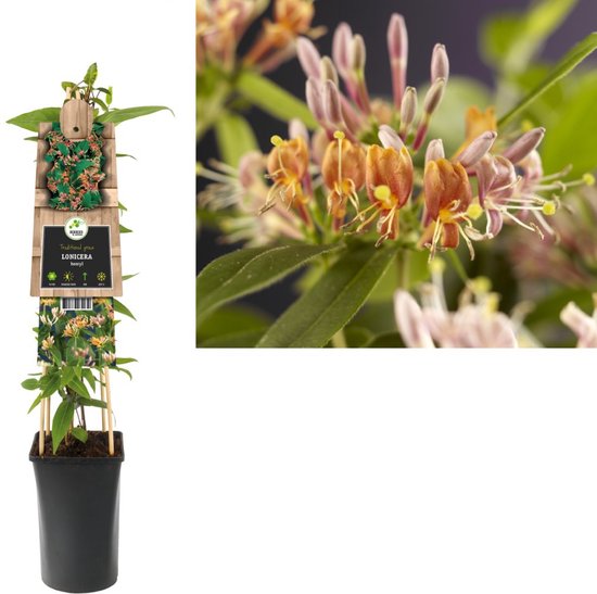 3 stuks - Van der starre - Klimplant Lonicera henryi 75 cm | bol